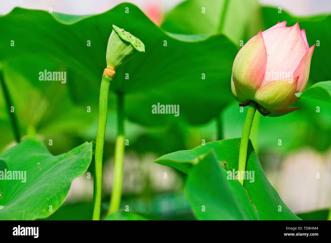 Foreign leaves and lotus flowers bloom hi-res stock photography and ...