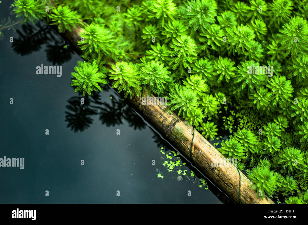 Lassard High Resolution Stock Photography and Images - Alamy