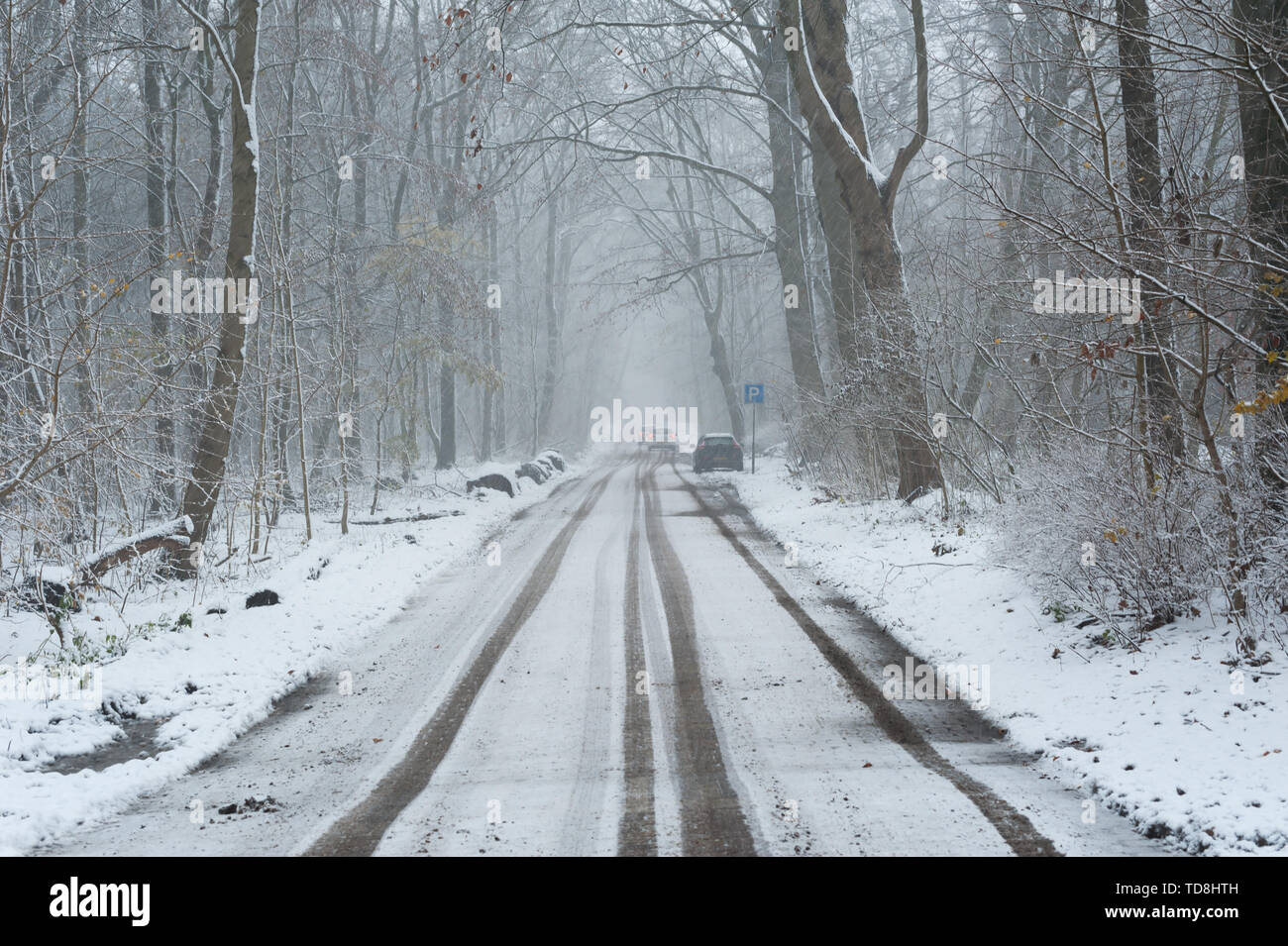Frozen forest jungle path in Rotterdam, Netherlands in winter Stock ...