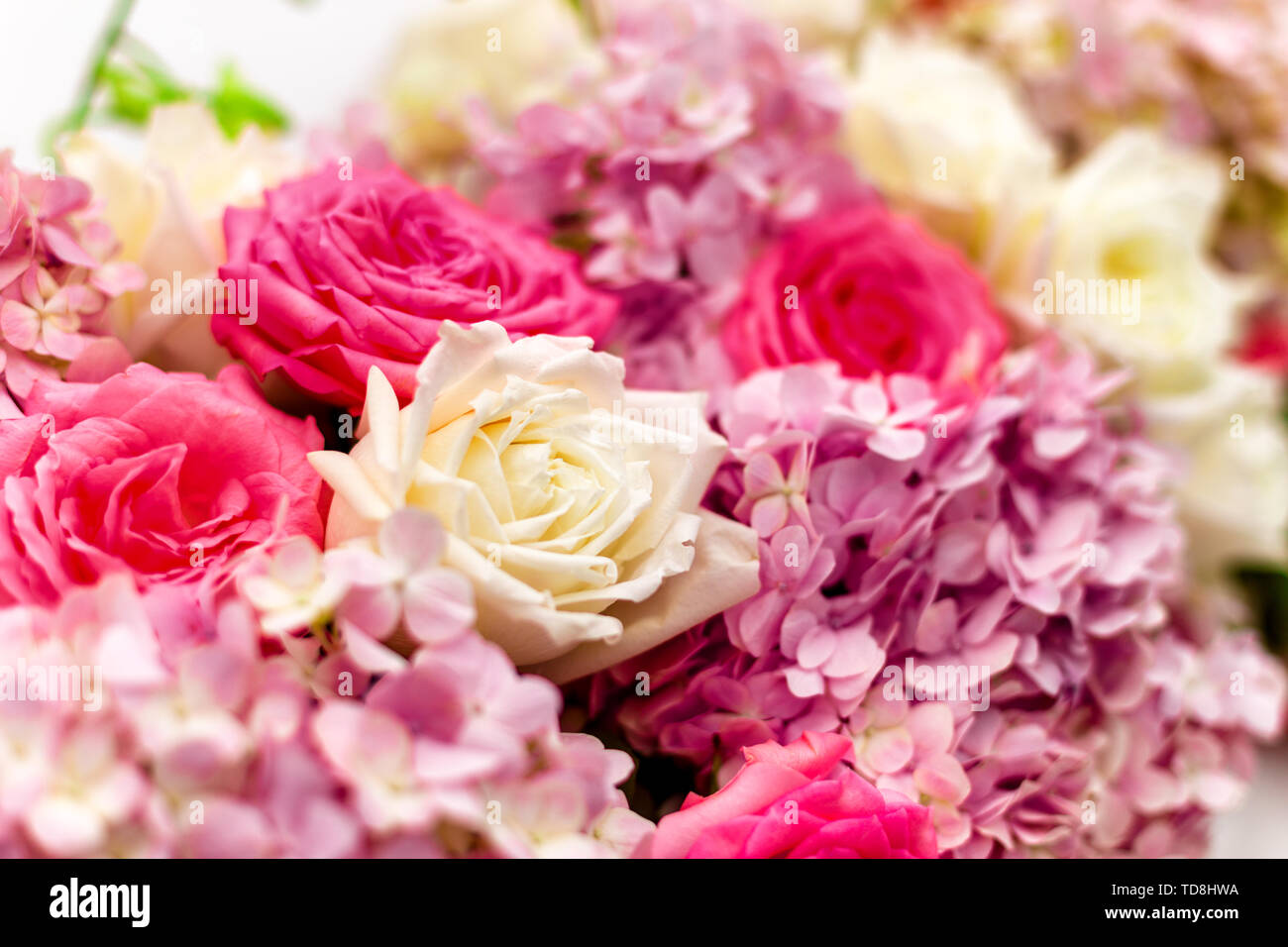 A beautiful fresh rose Stock Photo - Alamy