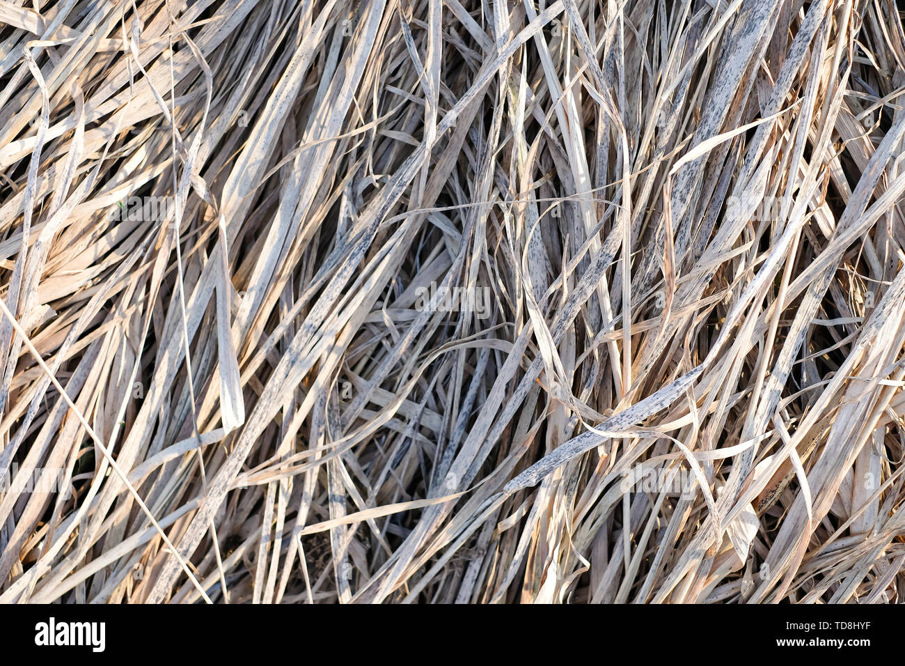Long dried grass hi-res stock photography and images - Alamy