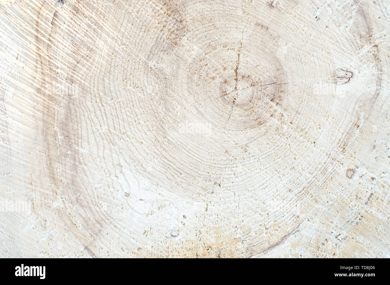 Wood circle texture slice background. Tree rings. Closeup view Stock ...
