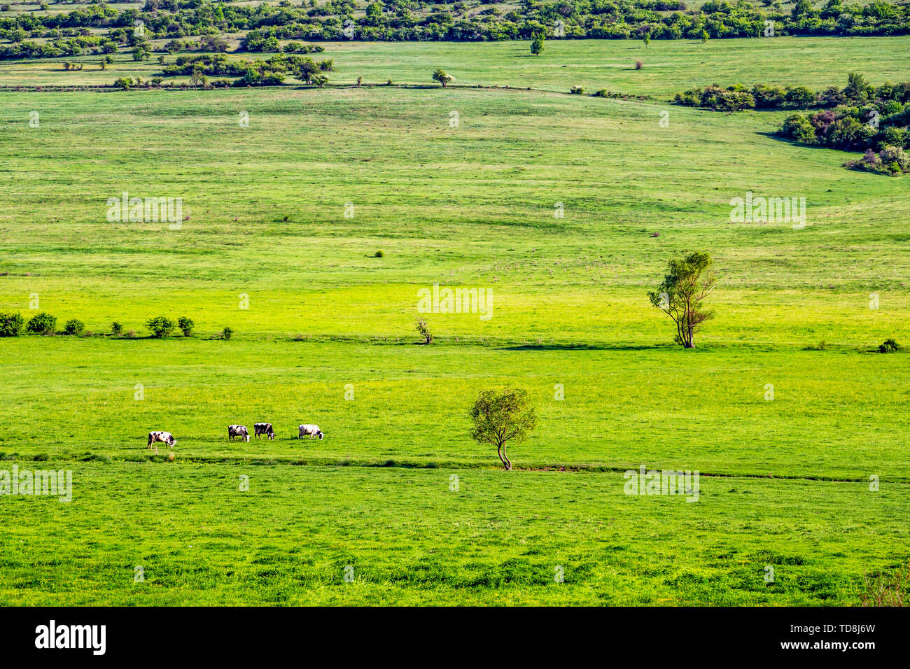Mammals Of Bulgaria High Resolution Stock Photography and Images - Alamy