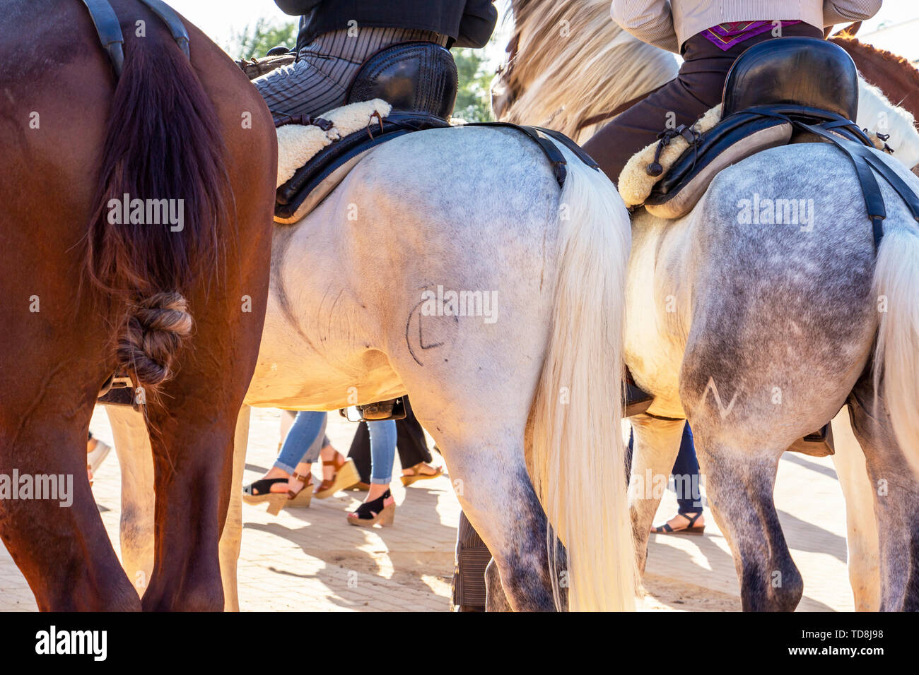 Horse Rump High Resolution Stock Photography and Images - Alamy