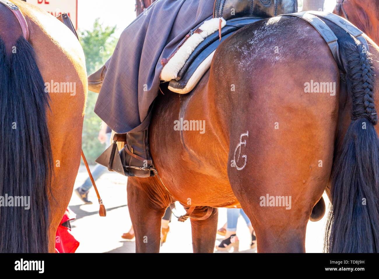 Horse Rump High Resolution Stock Photography and Images - Alamy