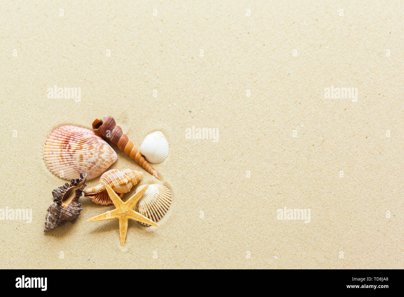 Seashells on the beach sand Stock Photo - Alamy