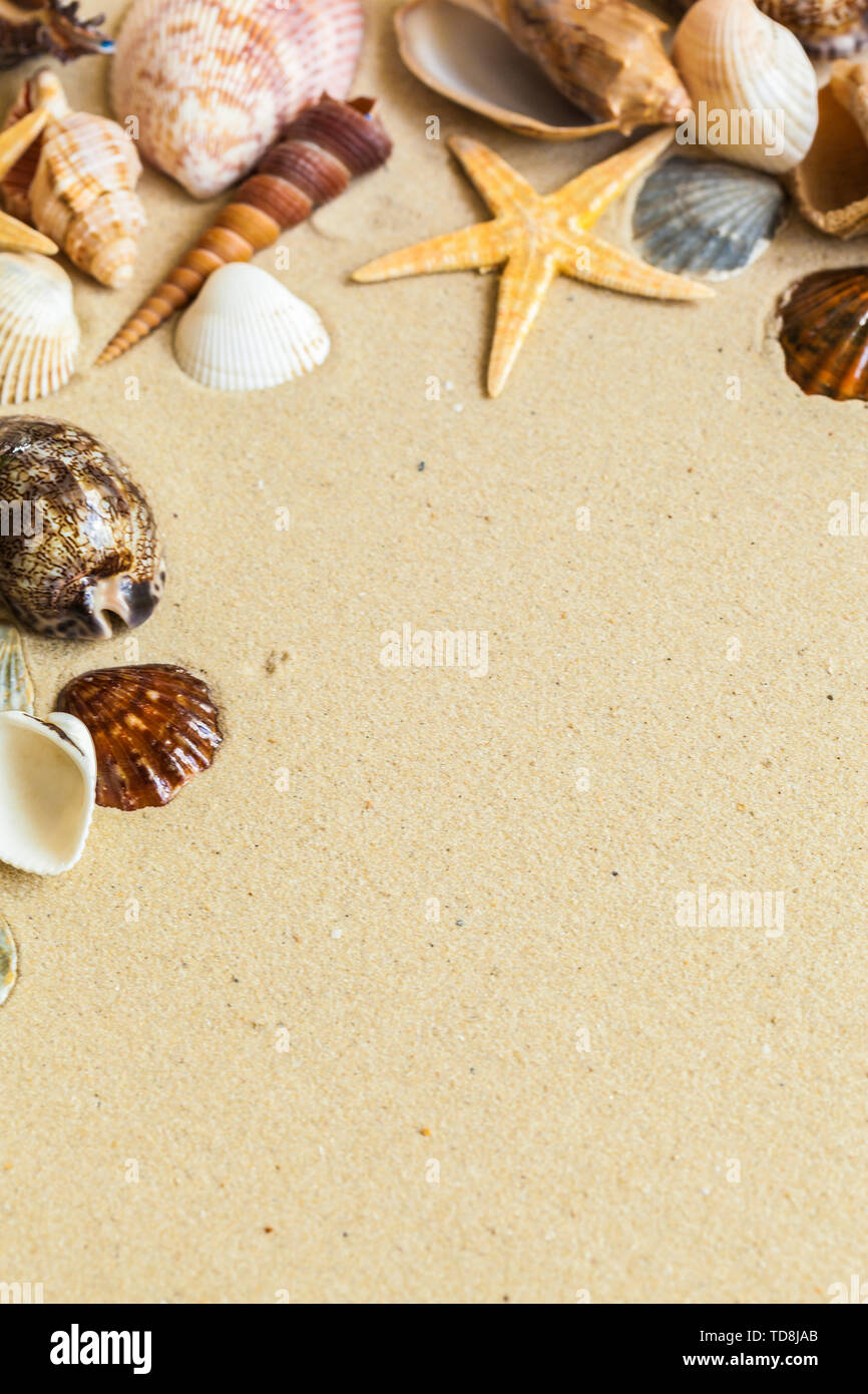 Seashells on the beach sand Stock Photo - Alamy