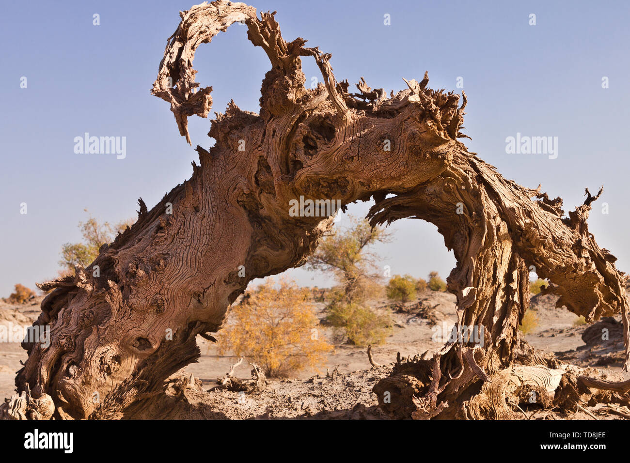 Dead poplar, still standing Stock Photo - Alamy