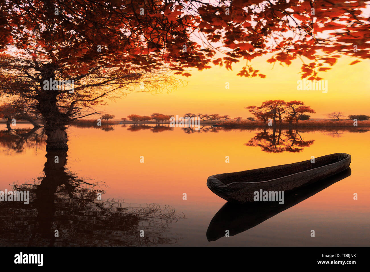 poplar in water Stock Photo - Alamy