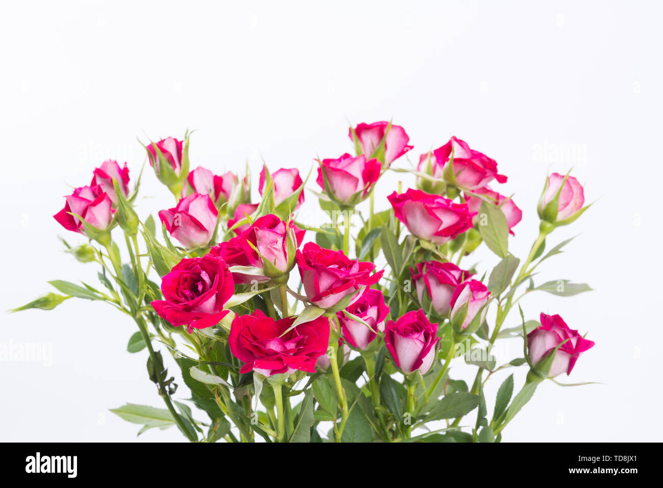 Posenina with long roses hi-res stock photography and images - Alamy