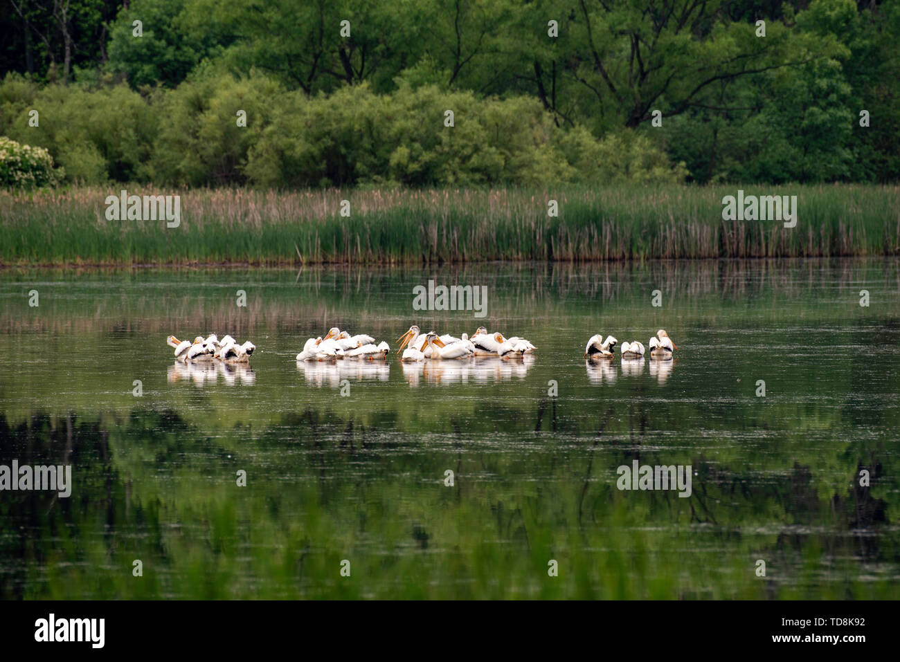 A flock of American White Pelicans (Pelecanus erythrorhynchos) rest on ...
