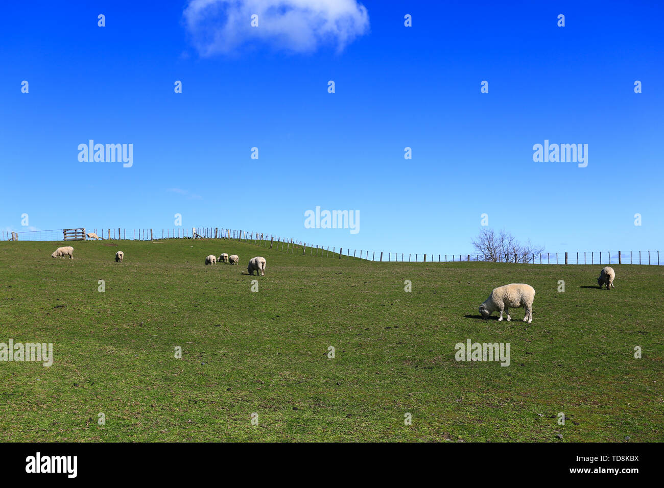 New zealand cows and sheep hi-res stock photography and images - Alamy
