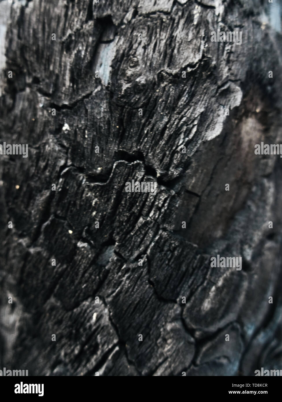 Charcoal trees hi-res stock photography and images - Alamy