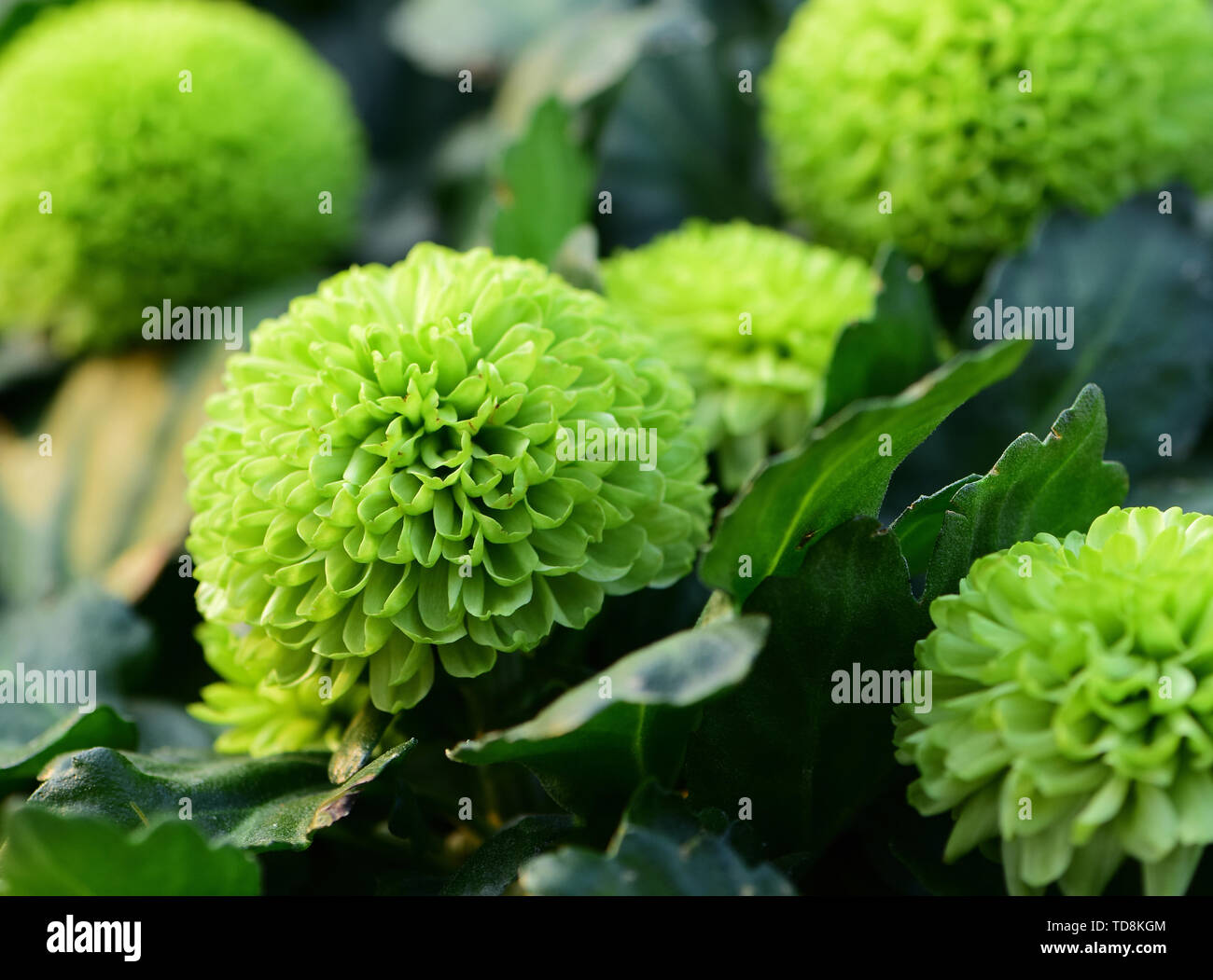 Green Dahlia chrysanthemum Stock Photo - Alamy