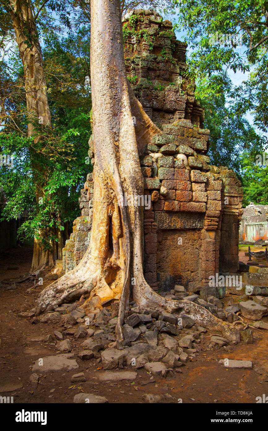 Cambodia jungle tree roots temple hi-res stock photography and images ...