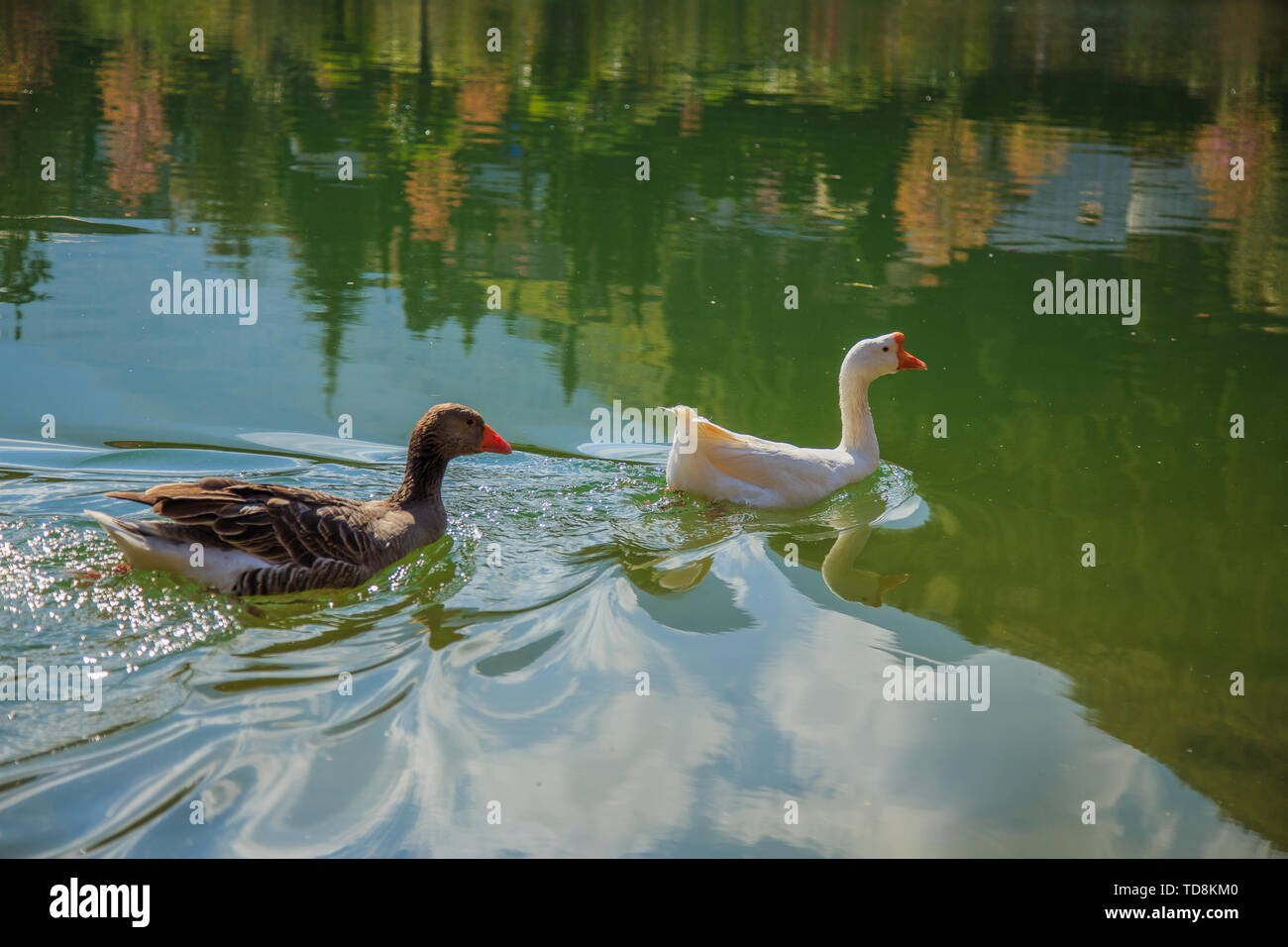Handsome goose hi-res stock photography and images - Alamy