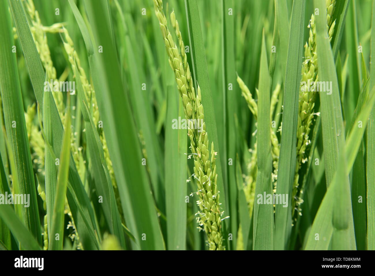 Rice spike paddy field, rice Stock Photo - Alamy