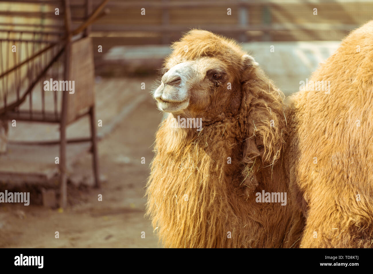 The thick-haired camels in the zoo Stock Photo - Alamy