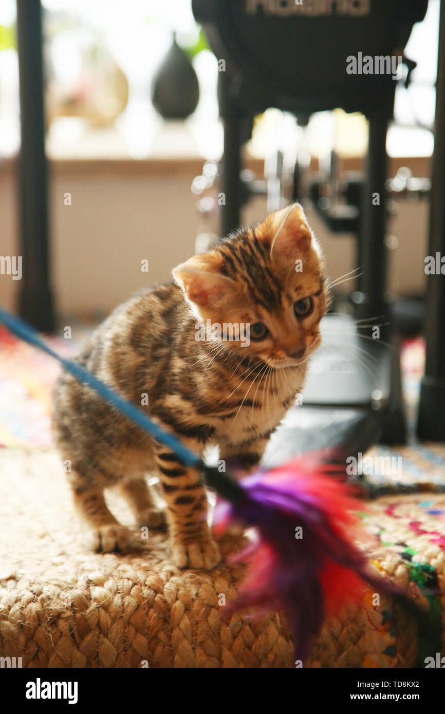Bengali leopard cat Stock Photo - Alamy