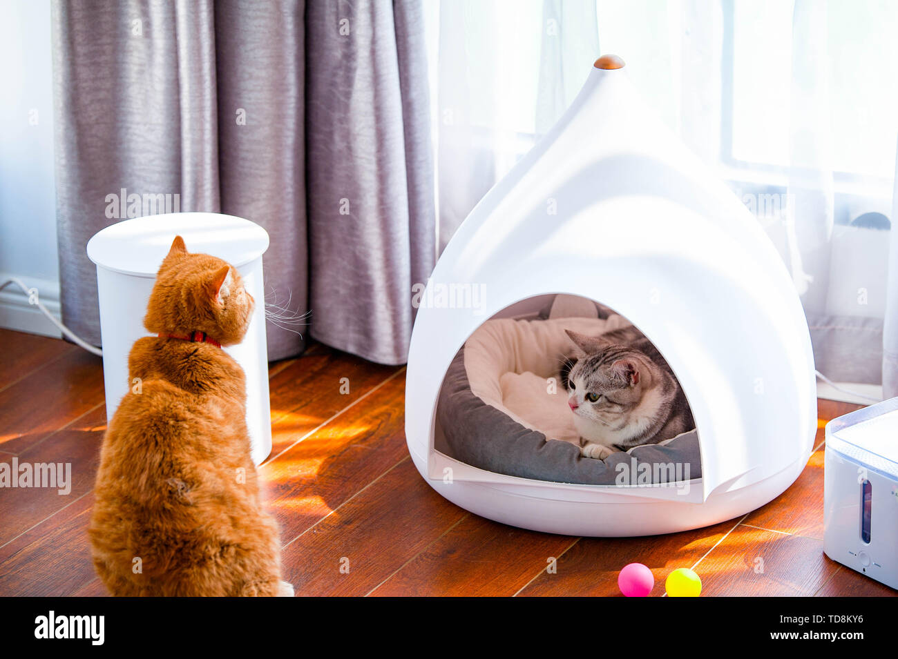 cat, pet, cat, animal, sprouting Stock Photo - Alamy