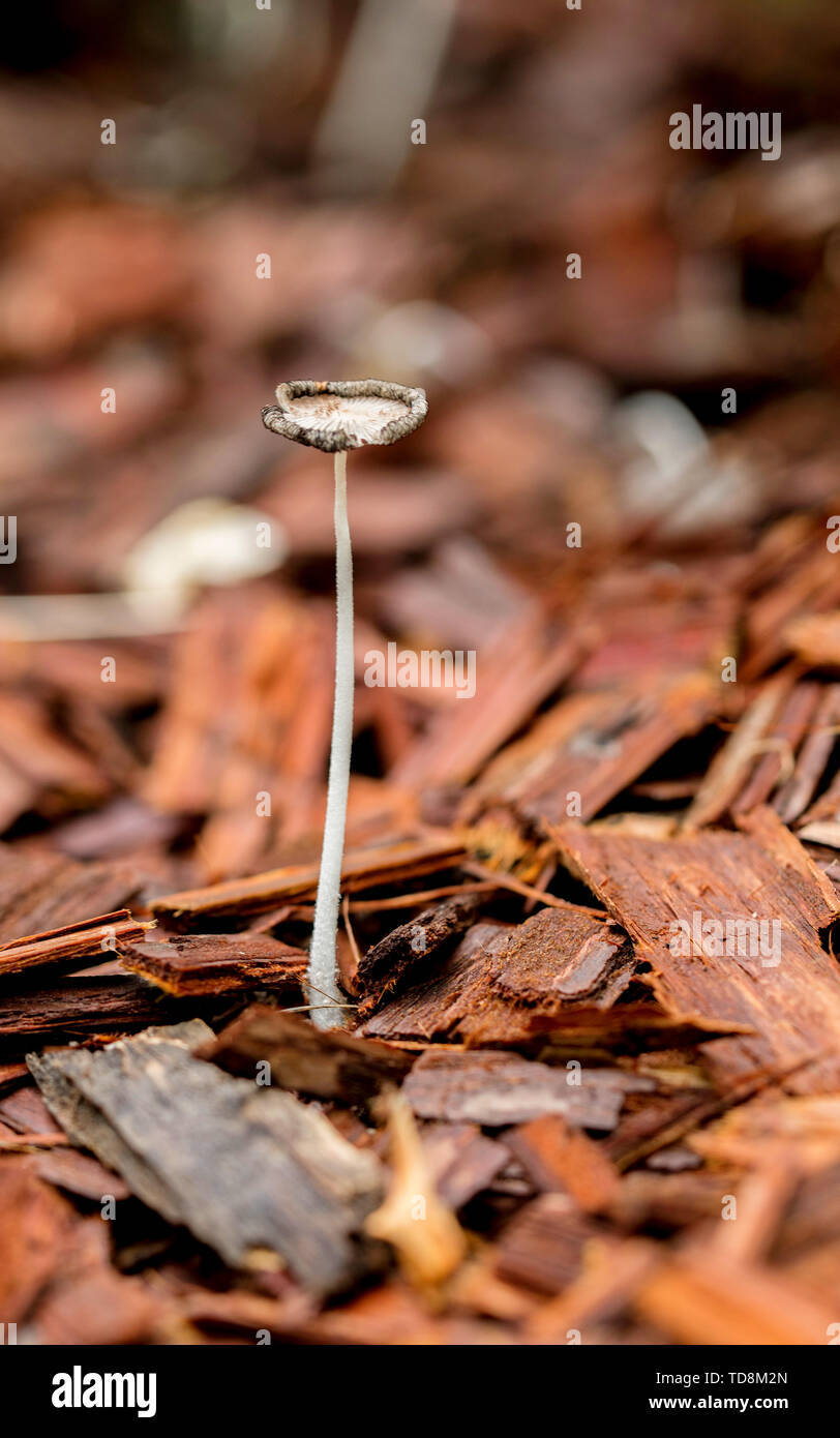 Fine mushrooms hi-res stock photography and images - Alamy