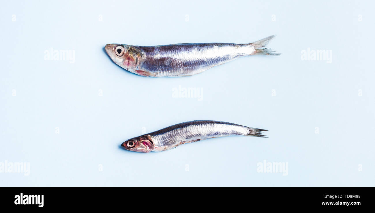 Two fresh anchovies, big ans small, on light blue background Stock ...