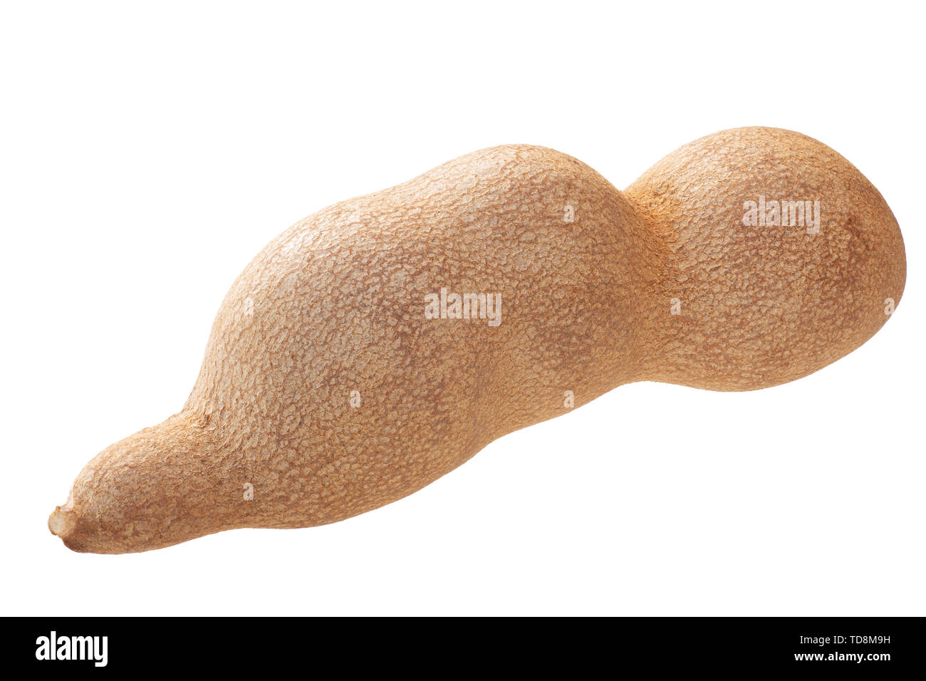 Tamarind pod (Tamarindus indica fruit), whole, isolated Stock Photo - Alamy