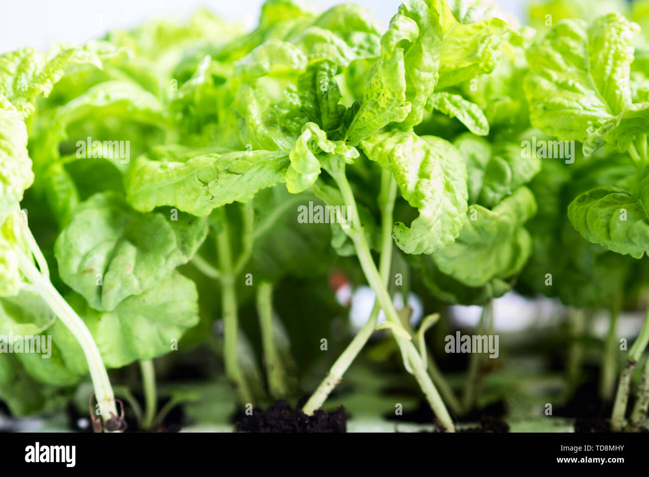 Planting of Italian mammoth basil seedlings. Gardening concept Stock ...