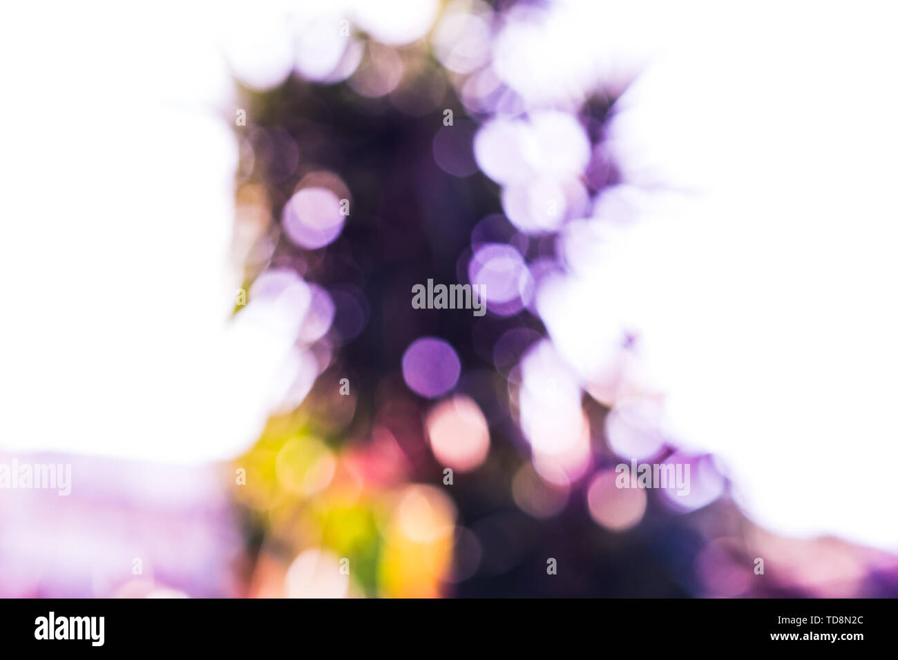 Abstract blurred natural purple background. Human silhouette effect on ...