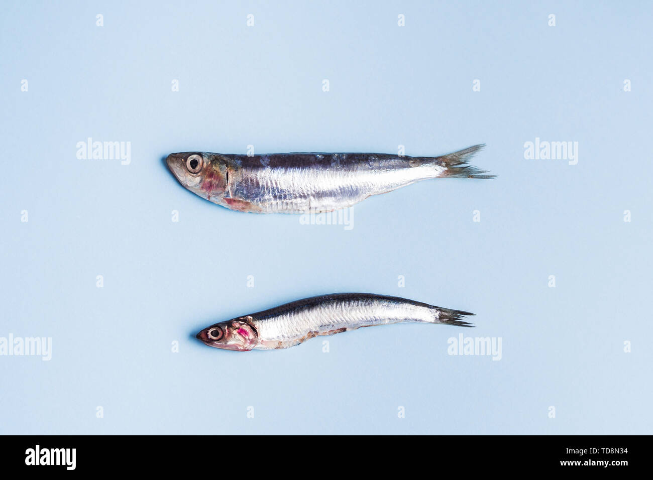 Two fresh anchovies, big ans small, on light blue background Stock ...