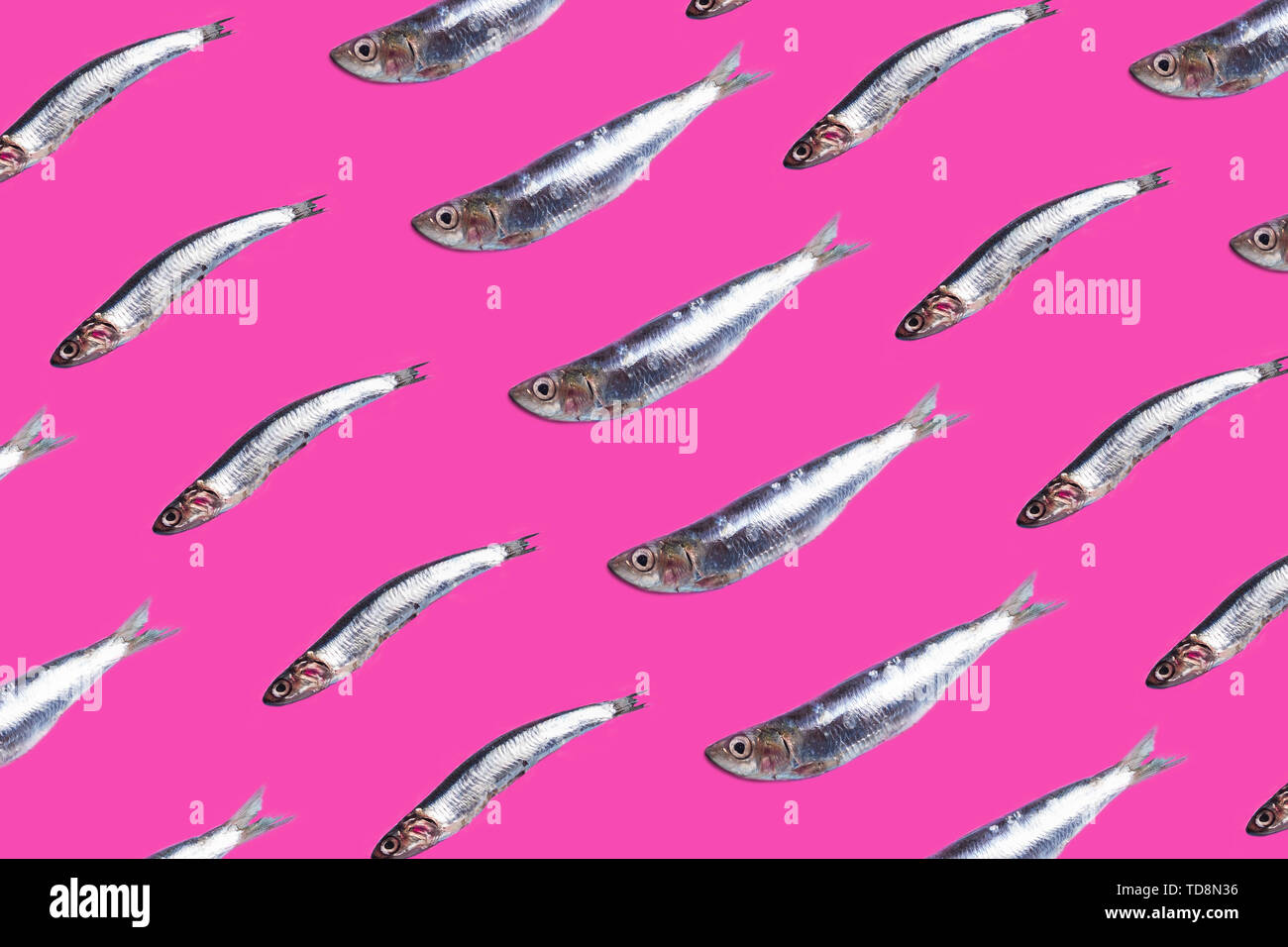Anchovies fish pattern on trendy bold pink color background. Food ...
