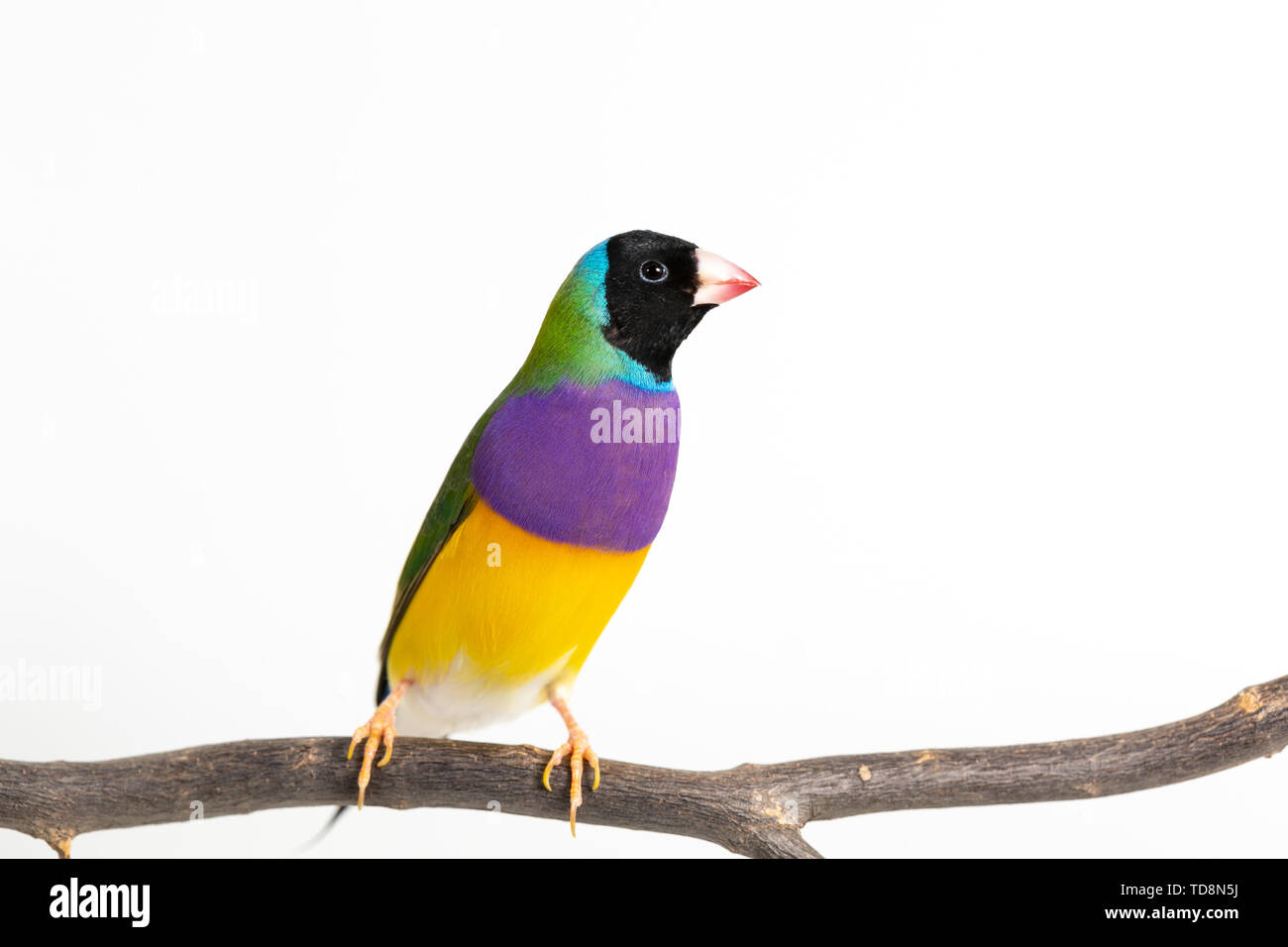 Colorful Gouldian finch Bird (Erythrura gouldiae) on white background ...