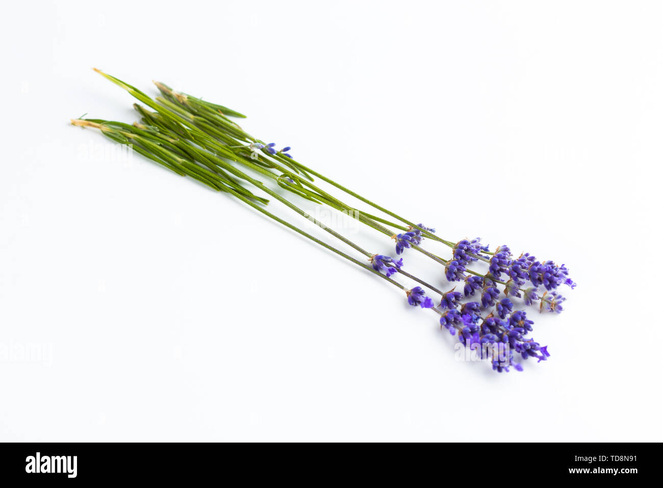 Lavender flowers isolated on white background Stock Photo - Alamy
