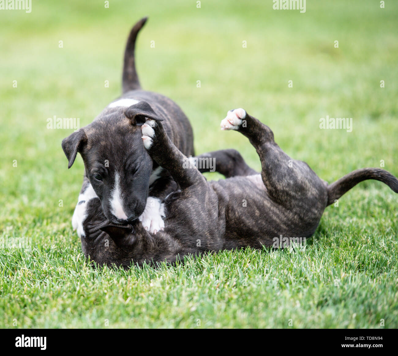 Big breed puppies hi-res stock photography and images - Alamy