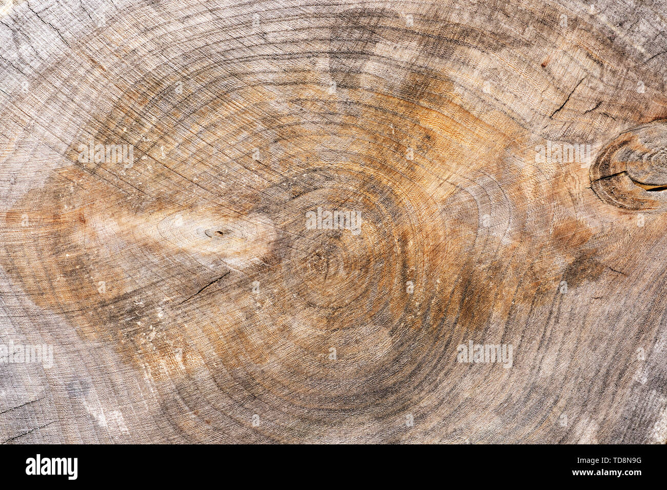 Texture of wooden stump. Beautiful textured background Stock Photo - Alamy