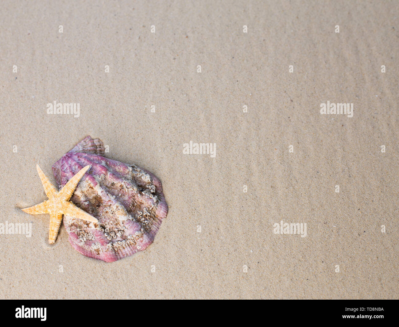 Sea shells with sand as background Stock Photo - Alamy