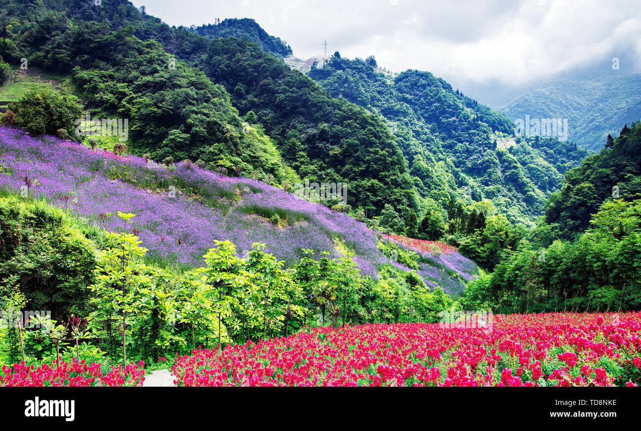 Flowers blooming on the plateau Stock Photo - Alamy