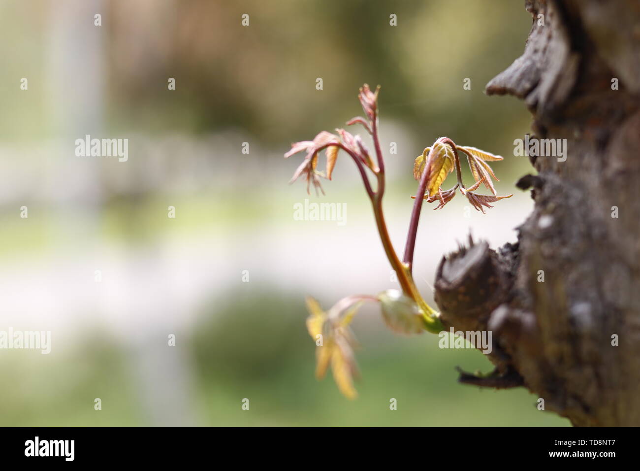 Old trees sprout hi-res stock photography and images - Alamy