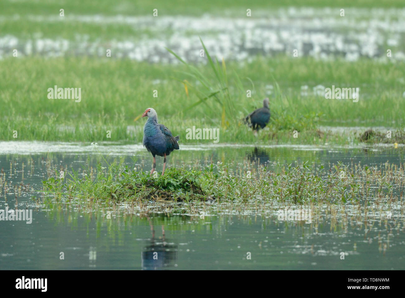 Beautiful purple chicken in Jianghu Stock Photo - Alamy