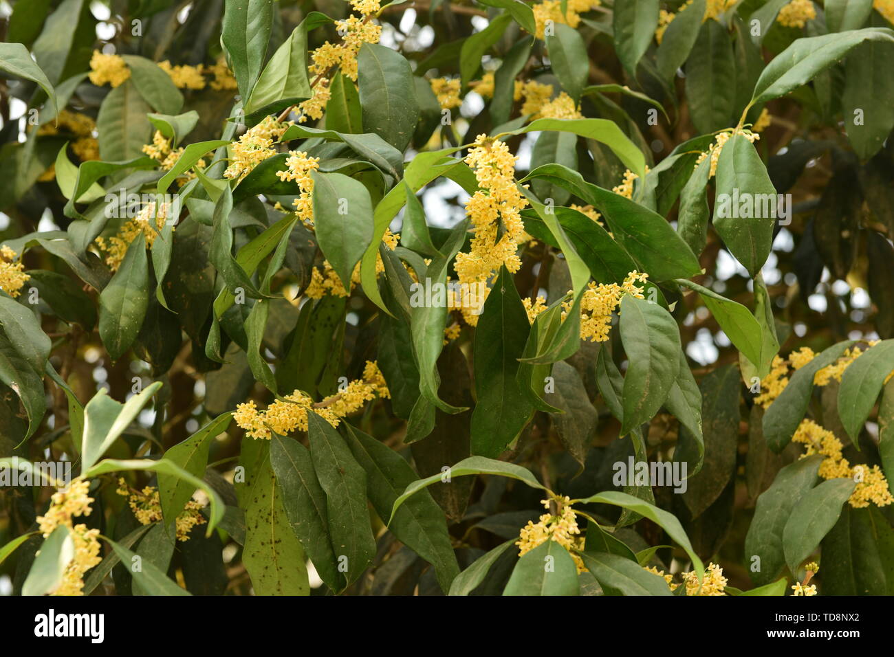 Silver osmanthus hi-res stock photography and images - Alamy