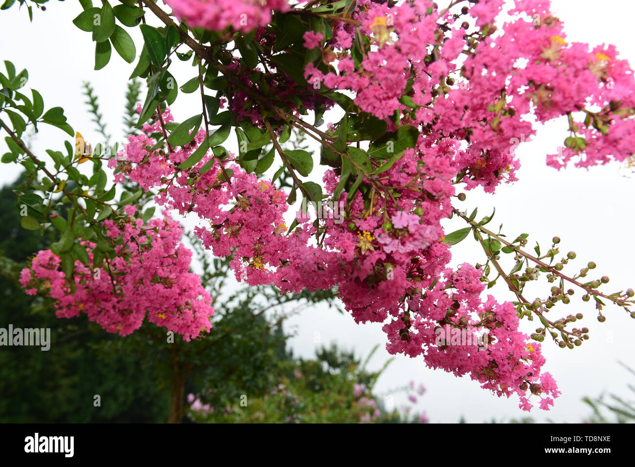 Crape myrtle bark hi-res stock photography and images - Alamy