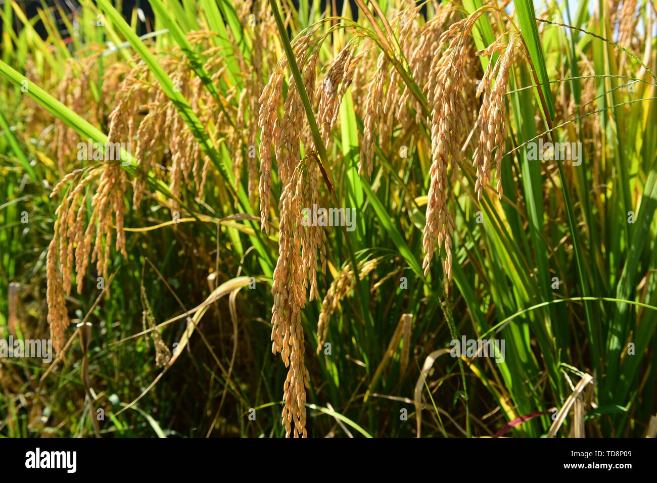 Spike of rice Stock Photo - Alamy