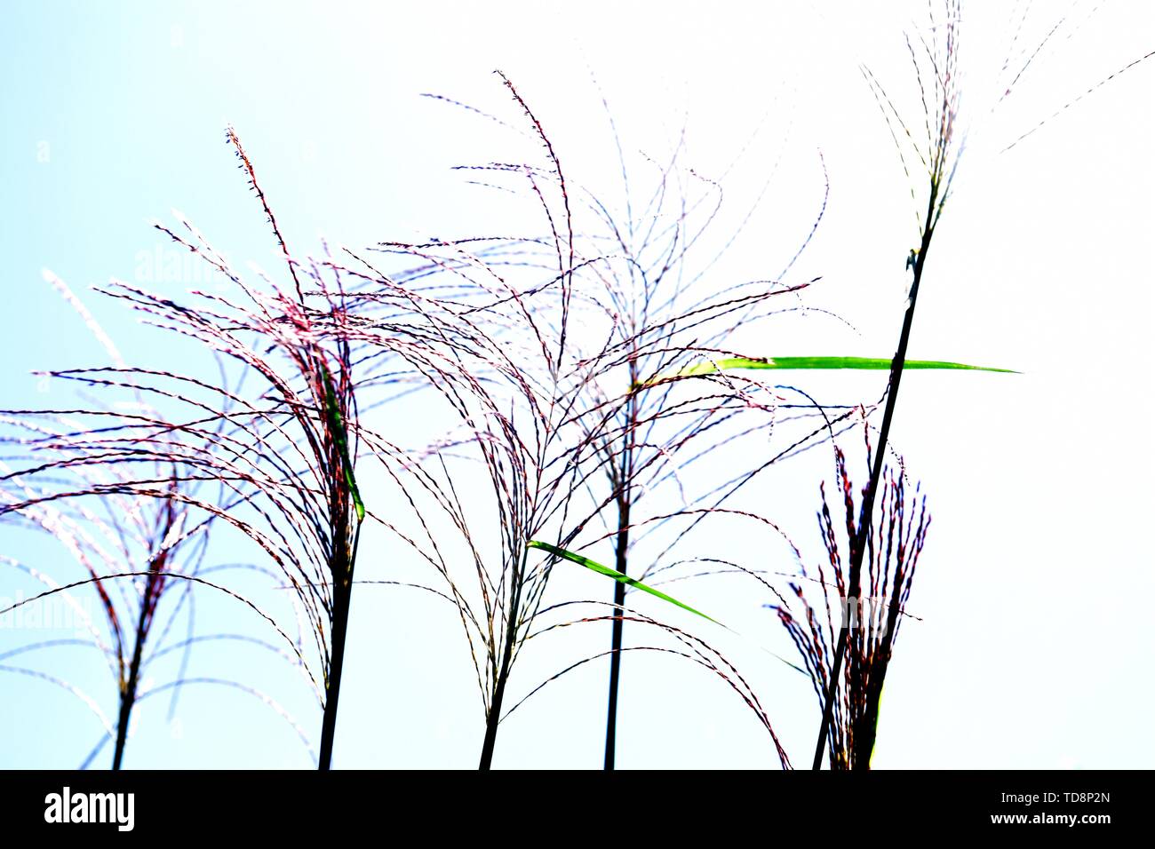 Reed hd hi-res stock photography and images - Alamy