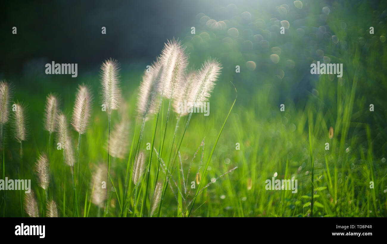 Dog tail grass backlight Stock Photo - Alamy