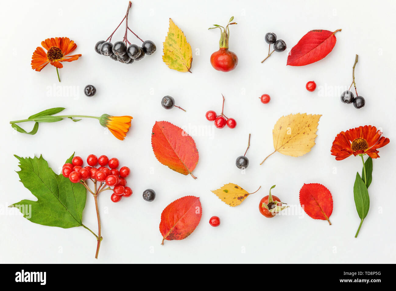 Autumn floral composition. Plants viburnum rowan berries dogrose fresh ...
