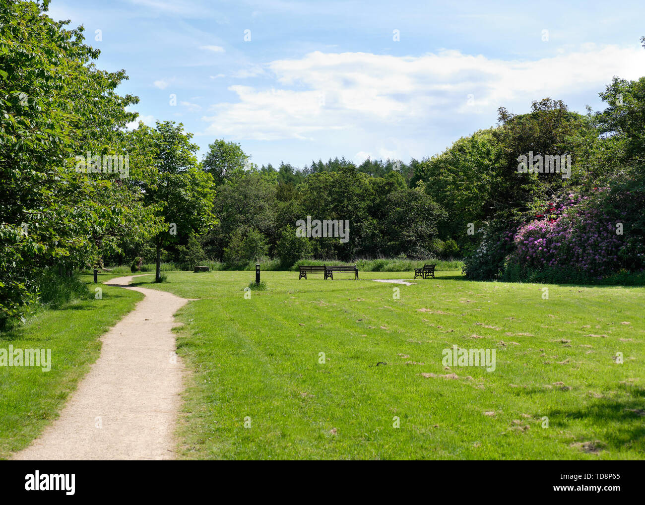 Scottish Woodland Paths through the Forrest Trails Stock Photo - Alamy