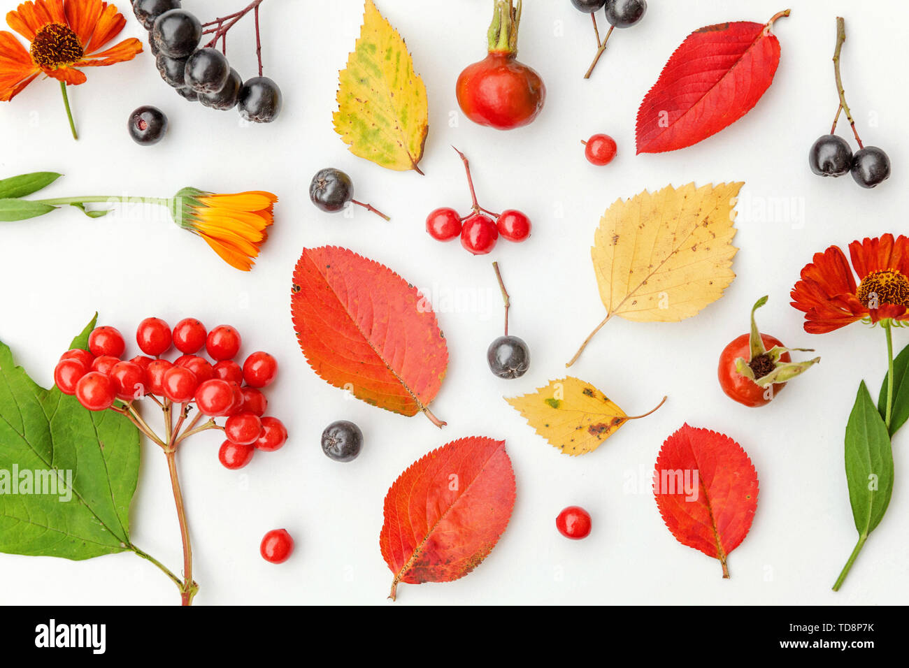 Autumn floral composition. Plants viburnum rowan berries dogrose fresh ...