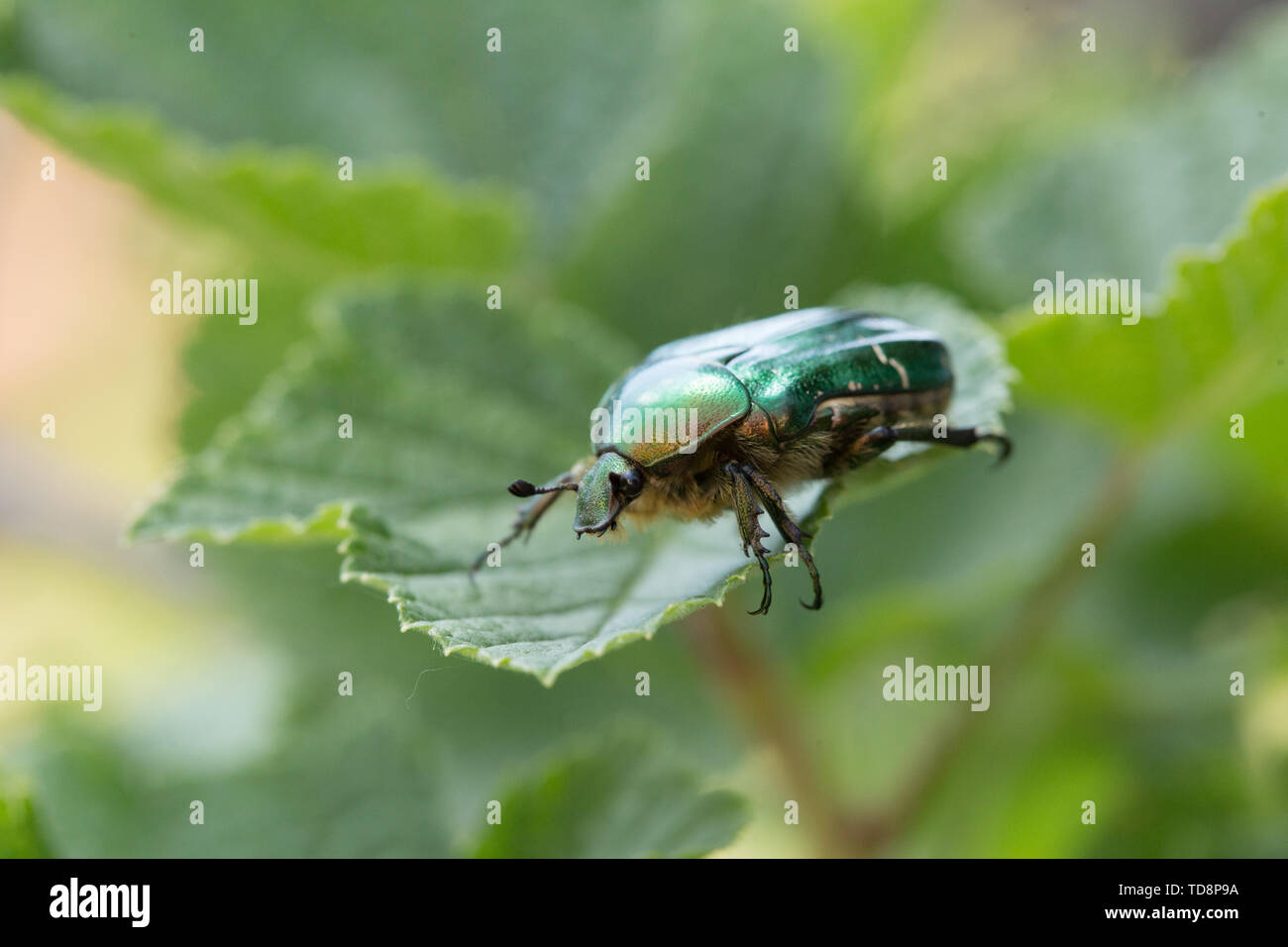 Black rose chafer hi-res stock photography and images - Alamy
