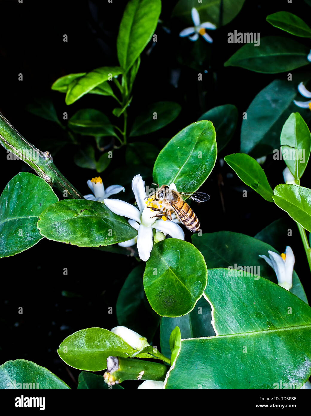 One honey bee flies hi-res stock photography and images - Alamy