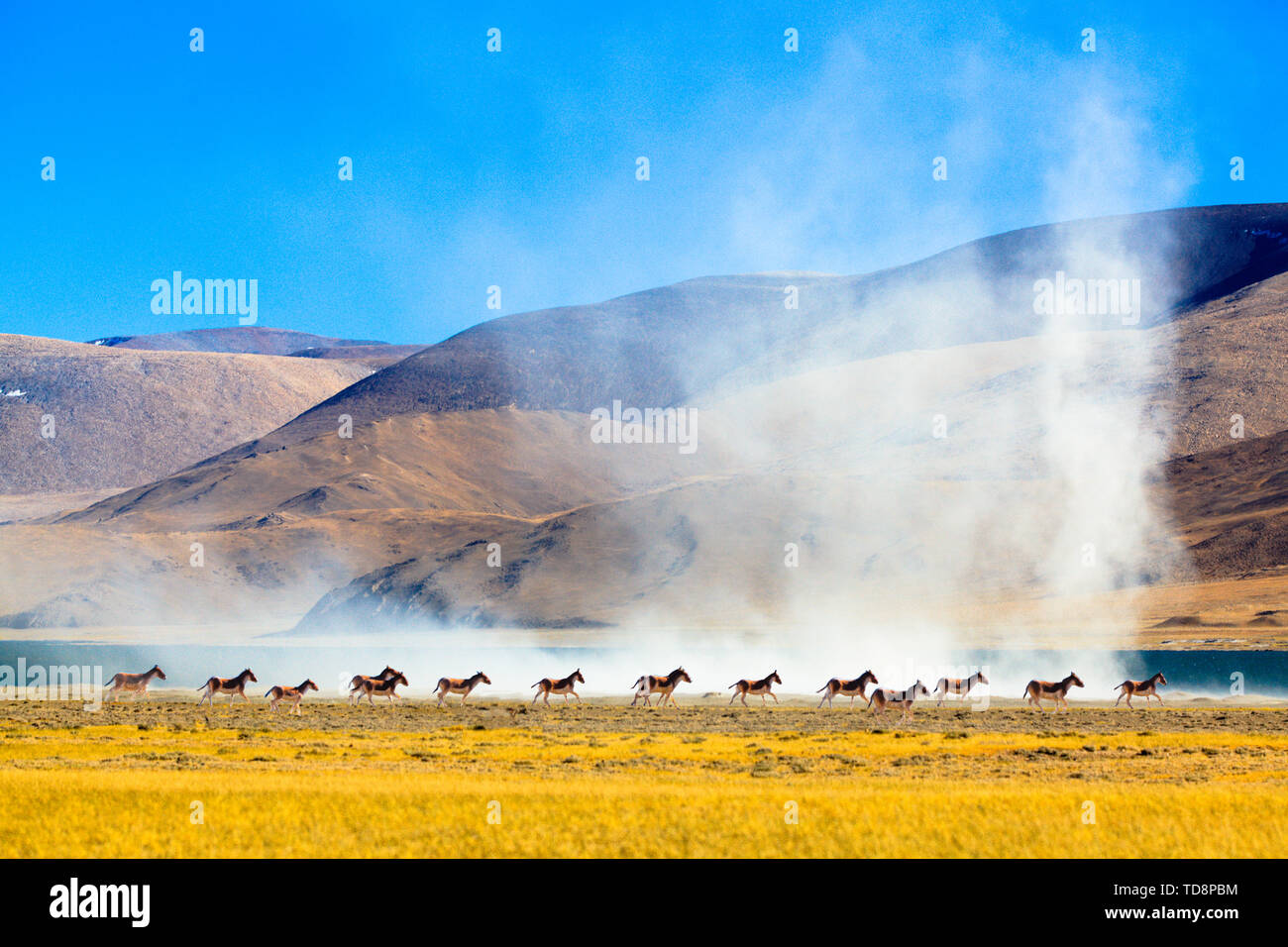 Tibetan ali hi-res stock photography and images - Alamy